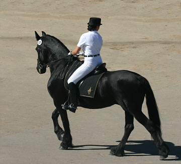 Friesian Horse show