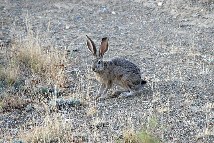 Rabbits For Sale Utah at Mary Settle blog