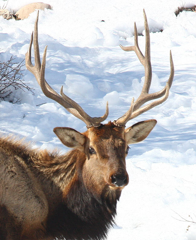 Utah Winter Wildlife